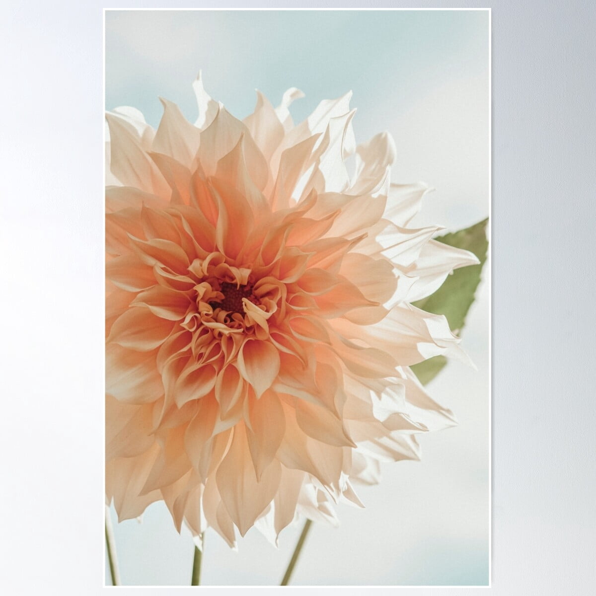 Oh, Hello X Modern Botanical Dahlia Flower Photograph Poster Wall Art ...