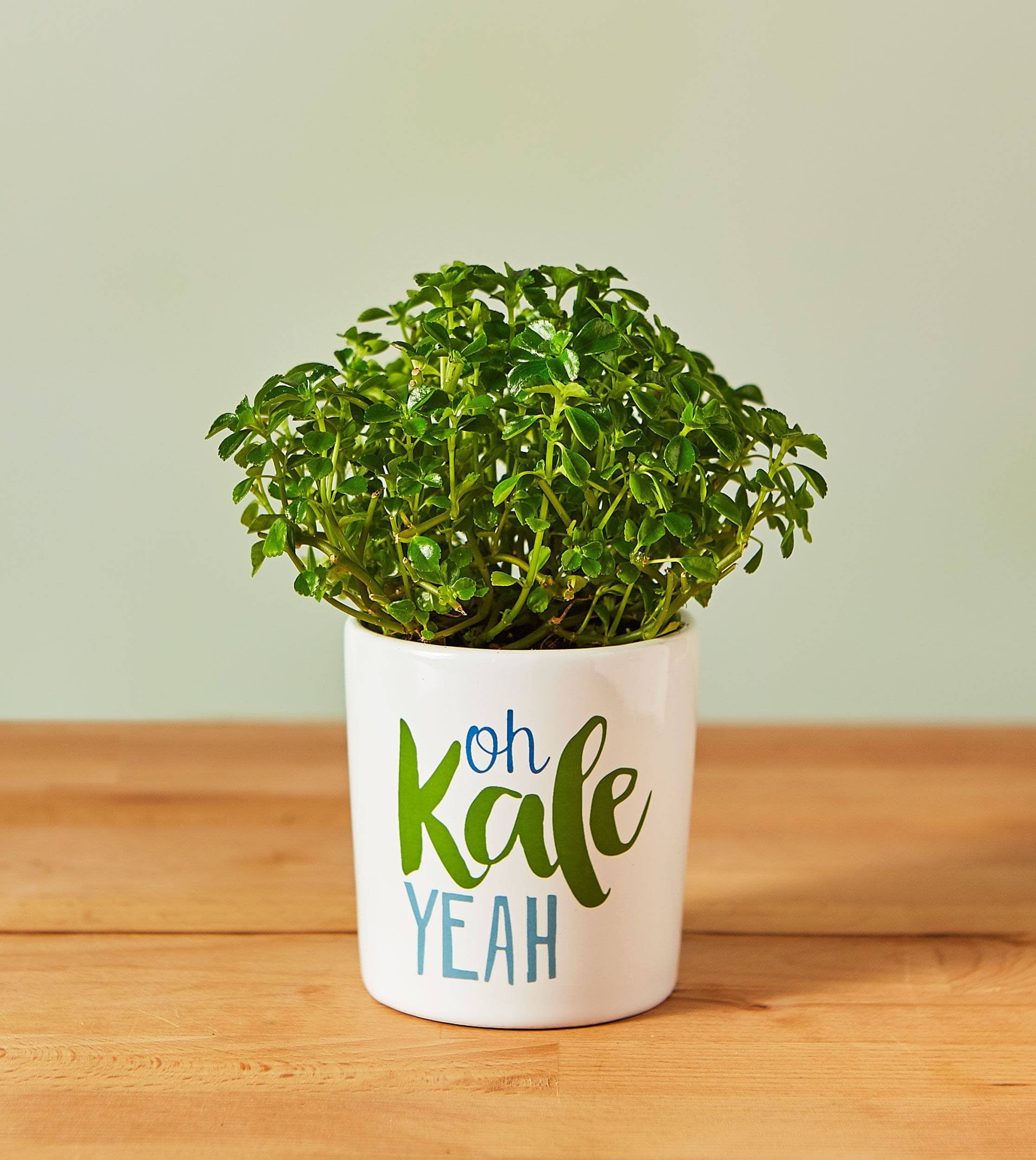 Oh Kale Yeah - Mini Planter - Happy Gardens - Walmart.com