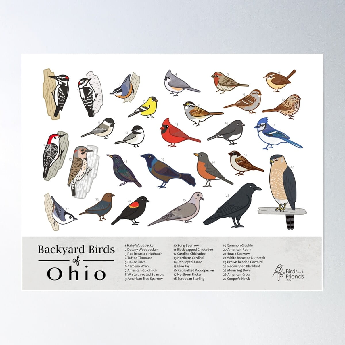 Ohio - Backyard Birds Of Ohio Field Guide Print - Bird Art Print ...