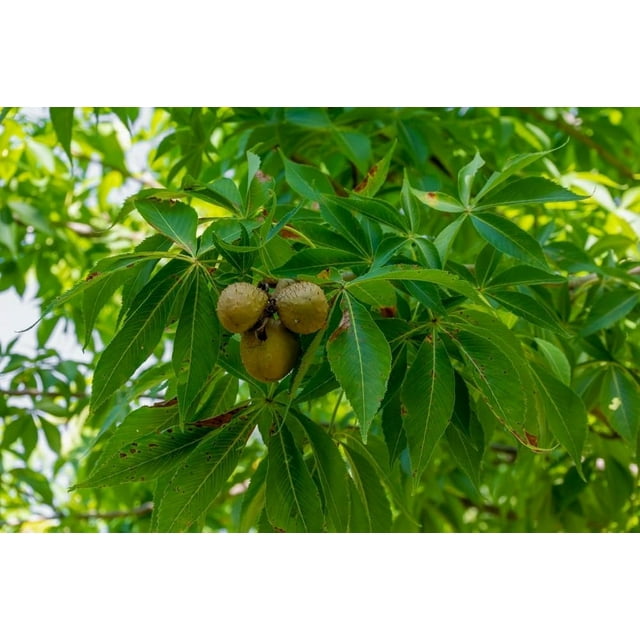 Ohio Buckeye Tree Seedlings for Planting - No Ship to California (5 ...