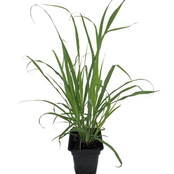 Ohio Grown Lemon Grass Plant - Cymbopogon flexuosus- Quart Pot ...