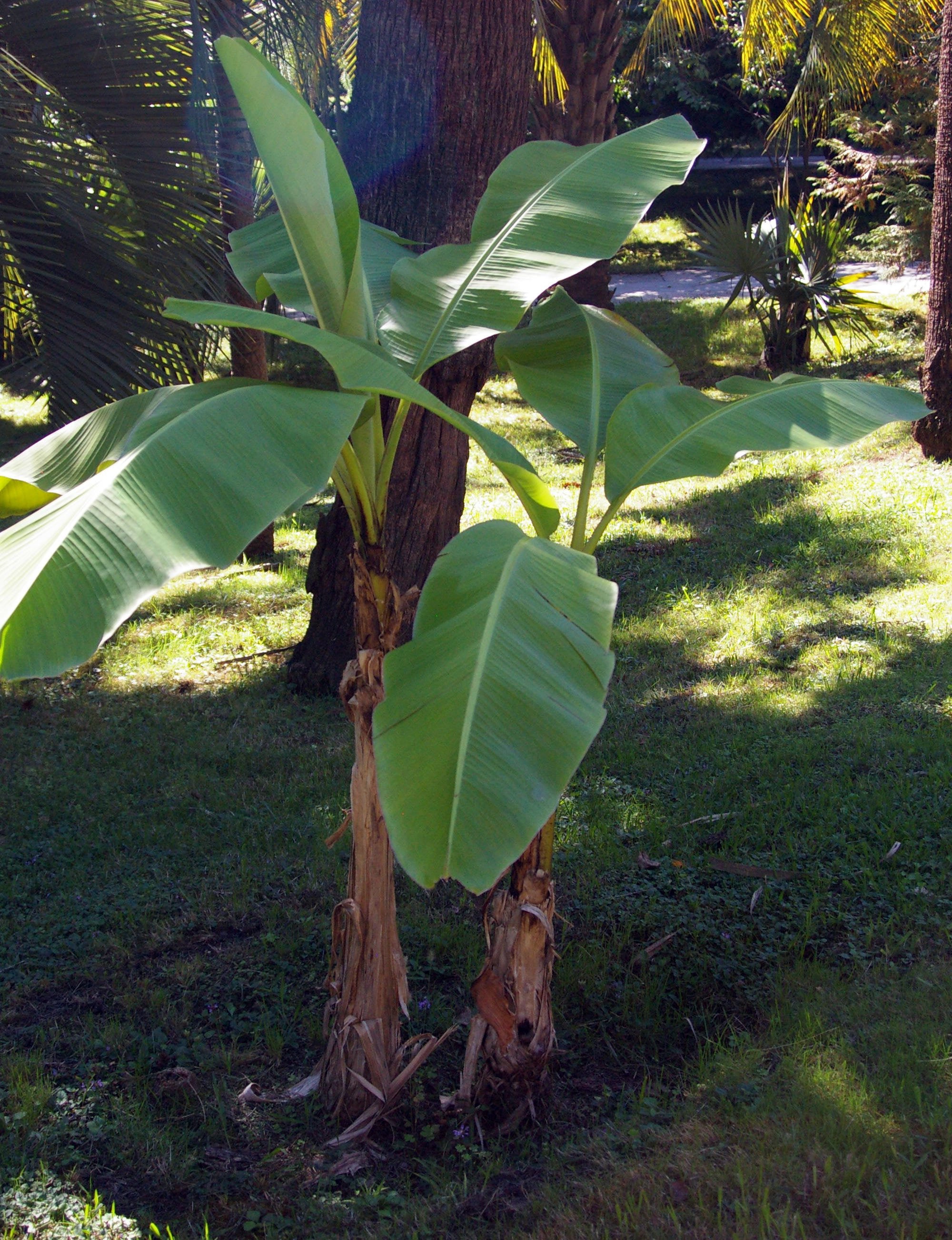 Ohio Grown Winter Hardy Basjoo Banana Plant - Musa - 2.5" POT - Walmart.com