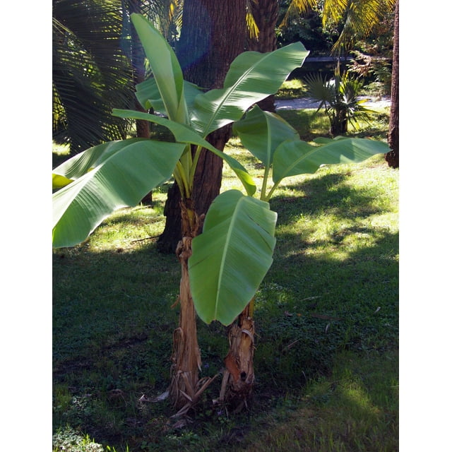 Ohio Grown Winter Hardy Basjoo Banana Plant - Musa - 2.5" POT - Walmart.com