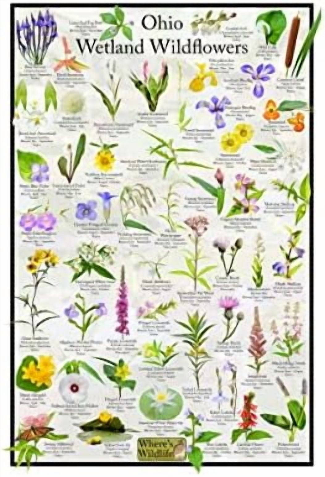 Ohio Wetland Wildflowers Flower Identification Poster | Educational ...