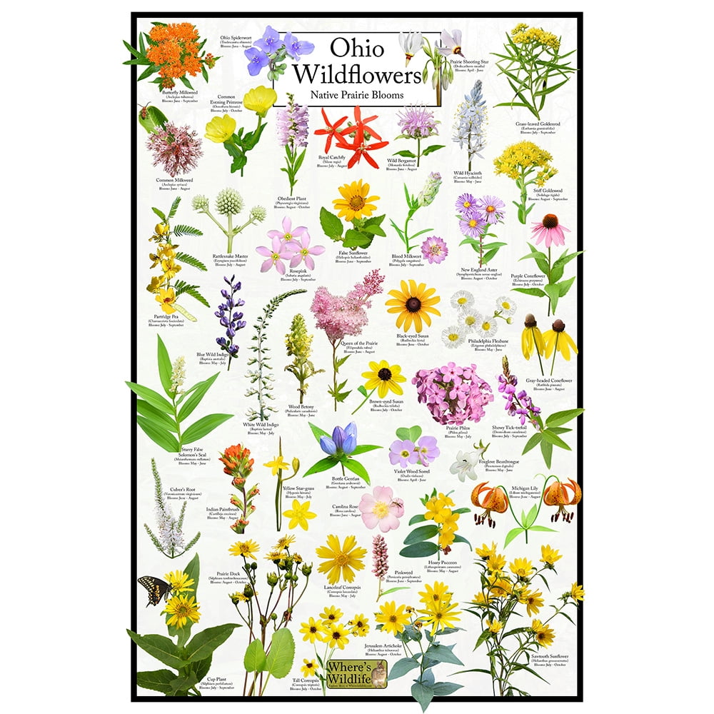 Ohio Wildflowers Poster - Native Prairie Blooms - Educational Science ...