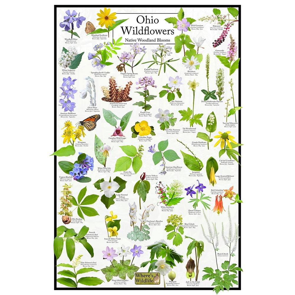Ohio Wildflowers Poster - Native Woodland Blooms - Educational Science ...