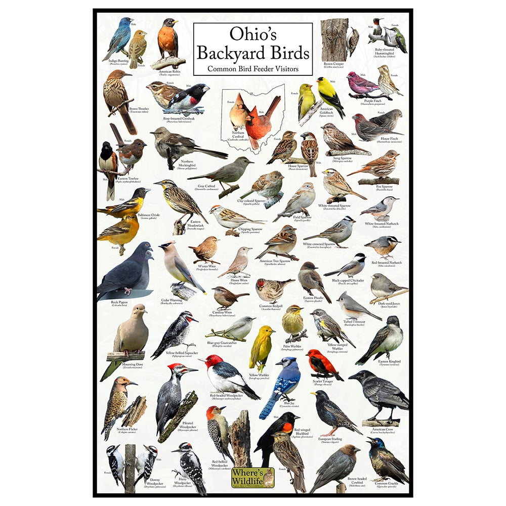 Ohio's Backyard Birds Poster - Ohio Bird Chart Highlighting Birds At ...