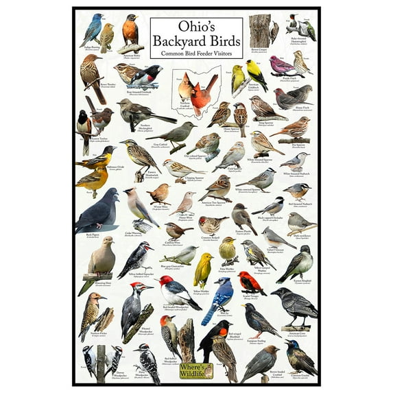 Ohio's Backyard Birds Poster - Ohio Bird Chart Highlighting Birds At ...