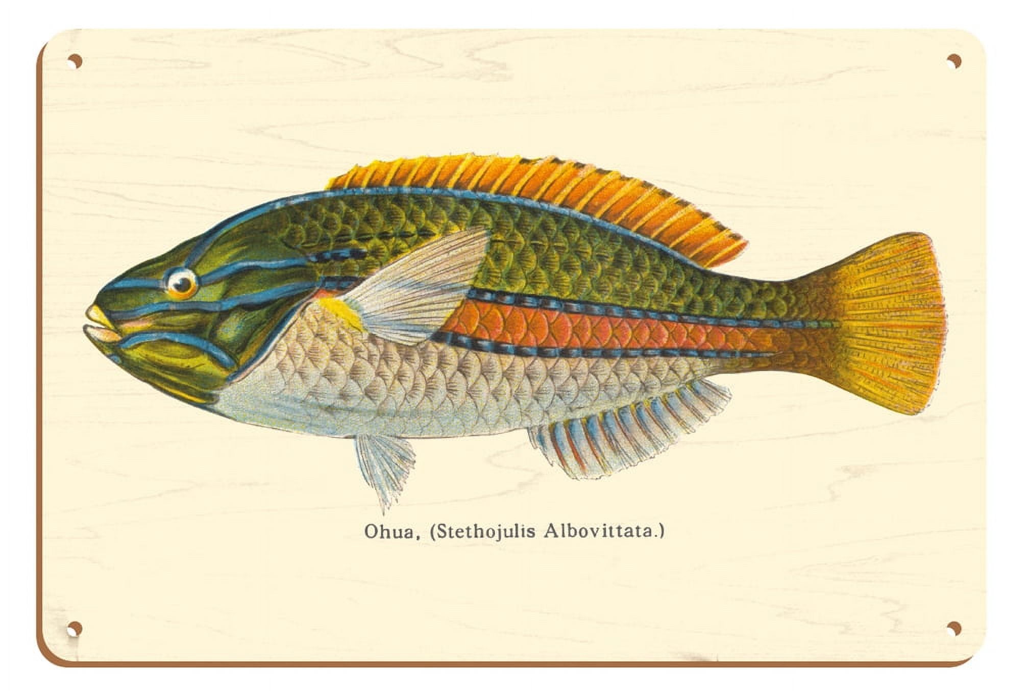 Ohua (Stethojulis Albovittata) - Blue-Lined Wrasse Fish - from Fishes ...