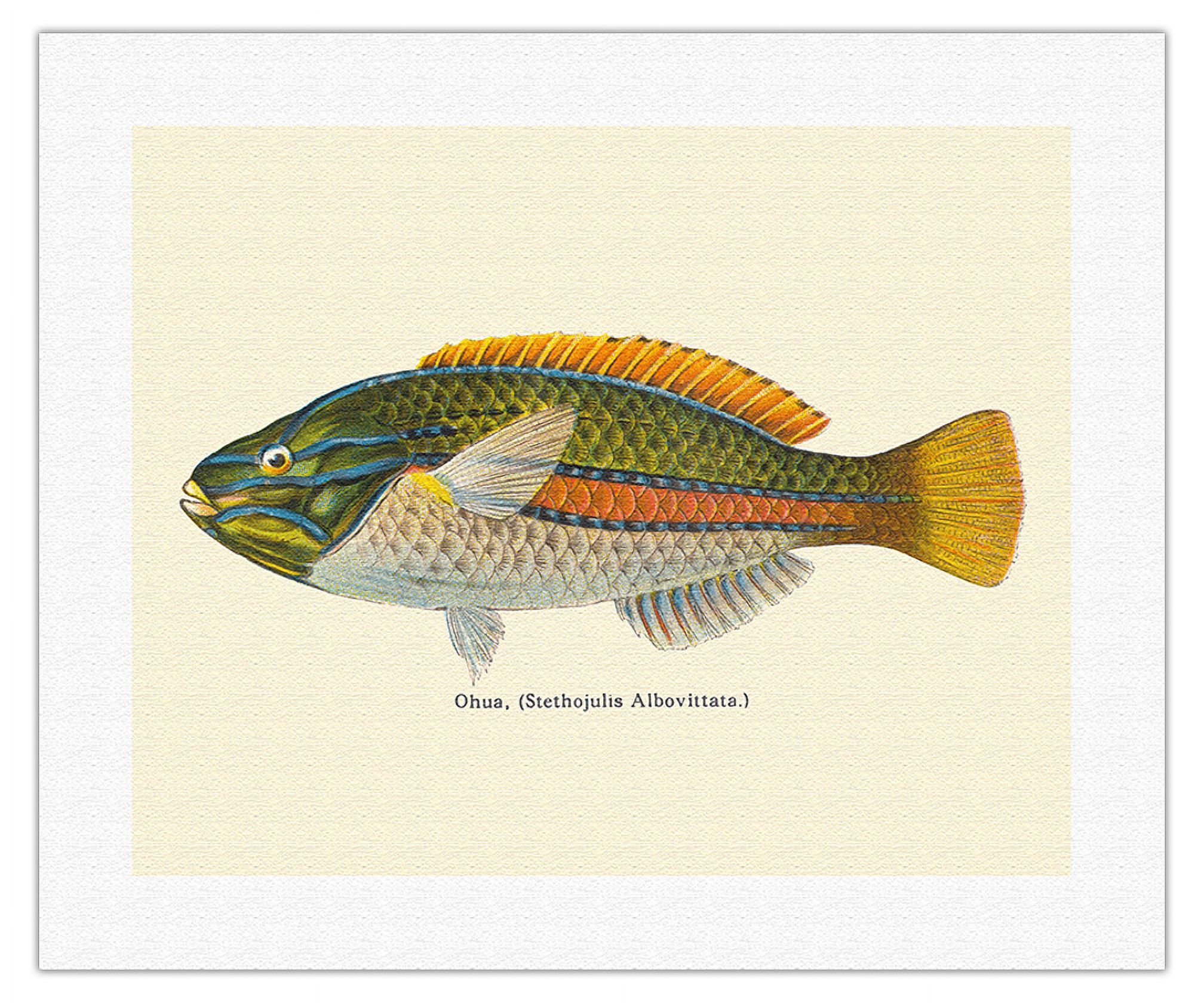 Ohua (Stethojulis Albovittata) - Blue-Lined Wrasse Fish - from Fishes ...