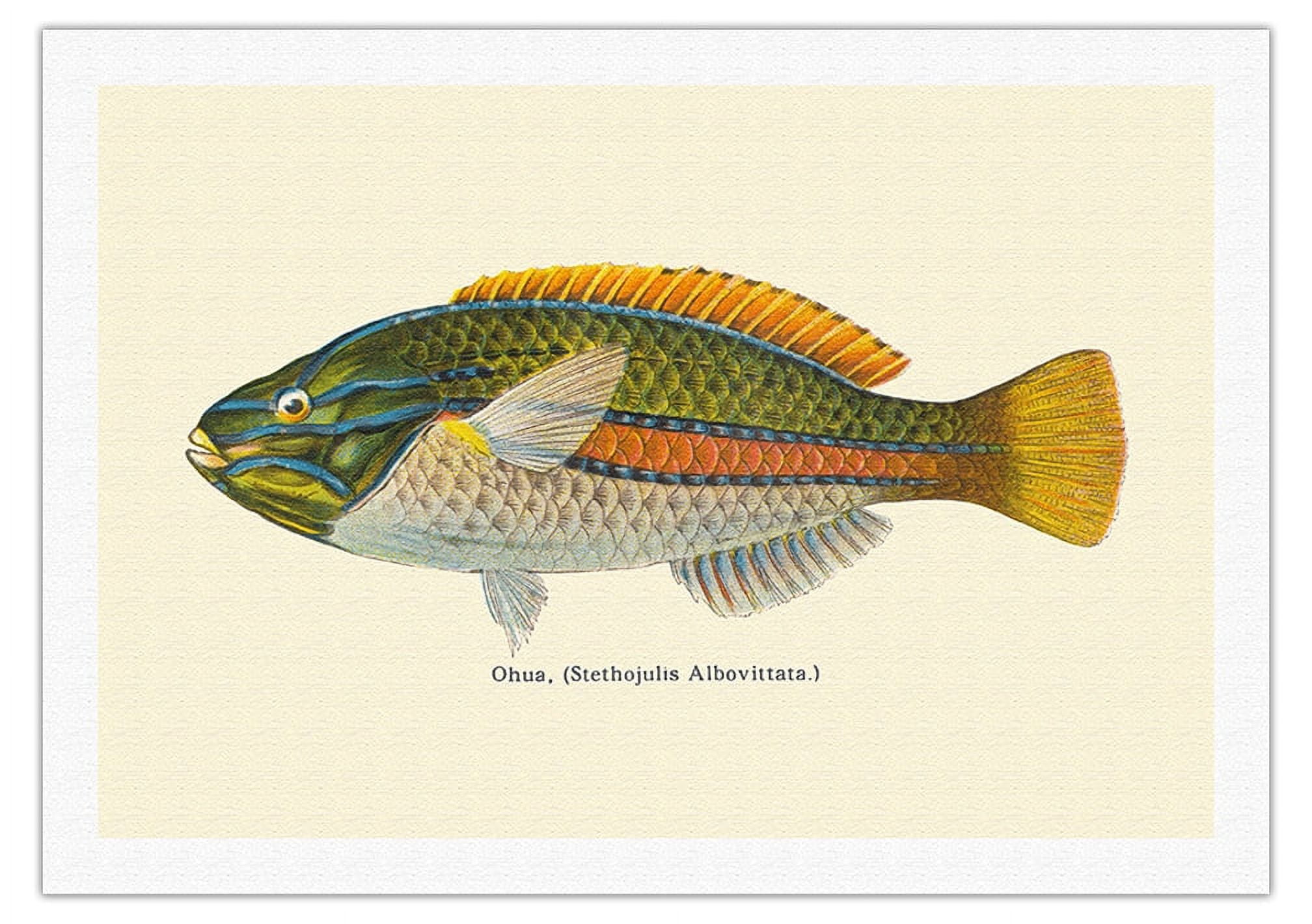 Ohua (Stethojulis Albovittata) - Blue-Lined Wrasse Fish - from Fishes ...
