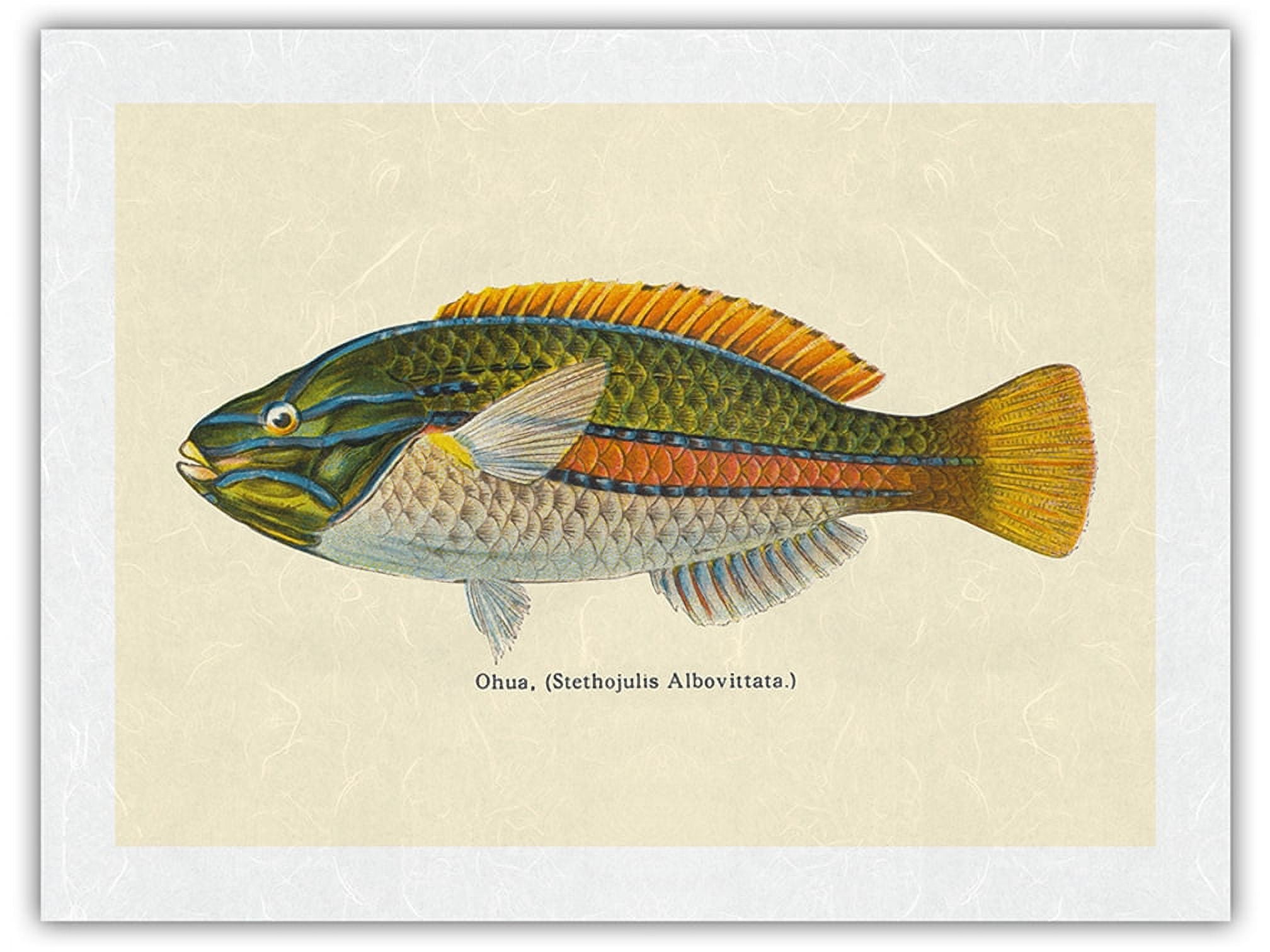 Ohua (Stethojulis Albovittata) - Blue-Lined Wrasse Fish - from Fishes ...