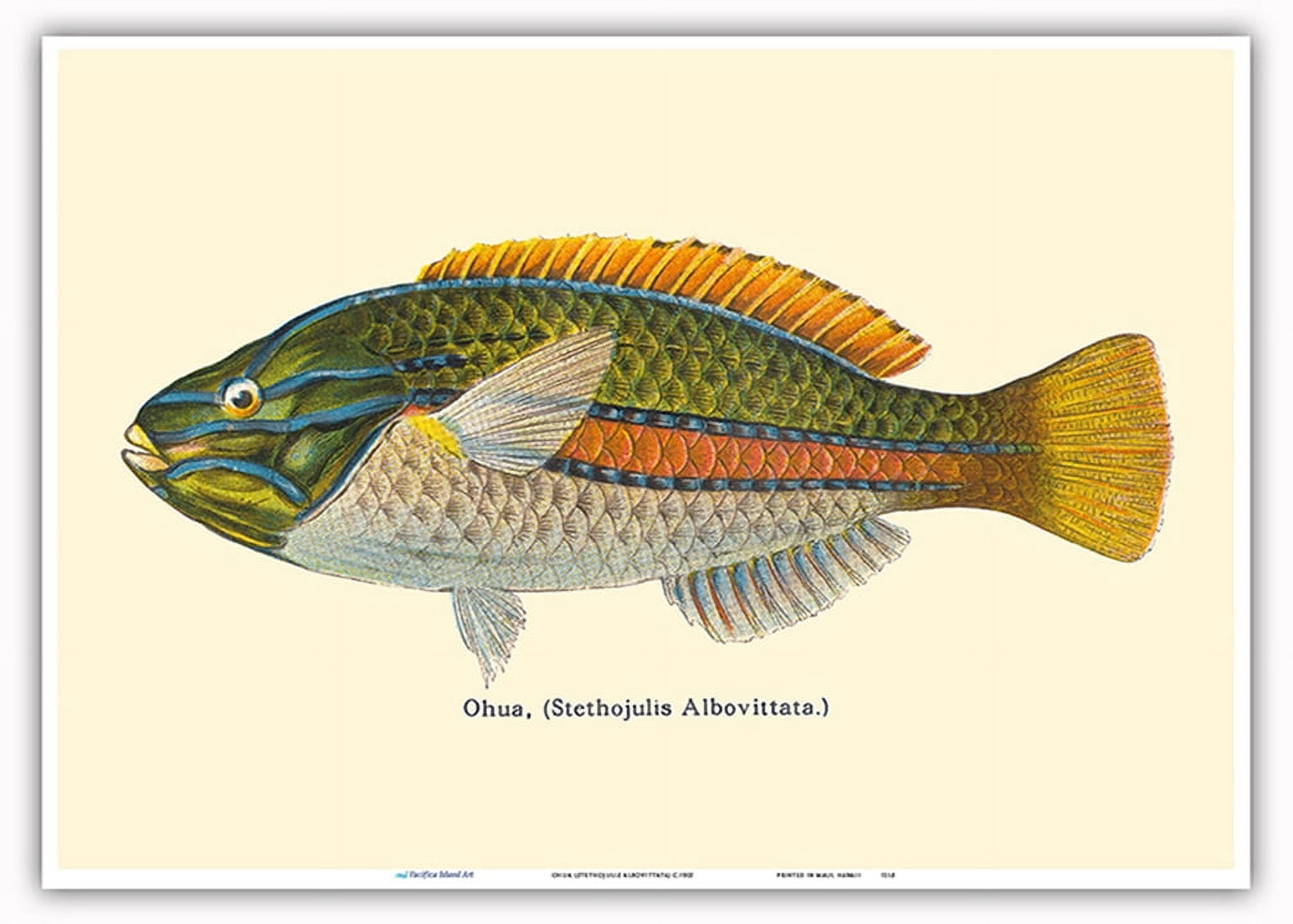 Ohua (Stethojulis Albovittata) - Blue-Lined Wrasse Fish - from Fishes ...