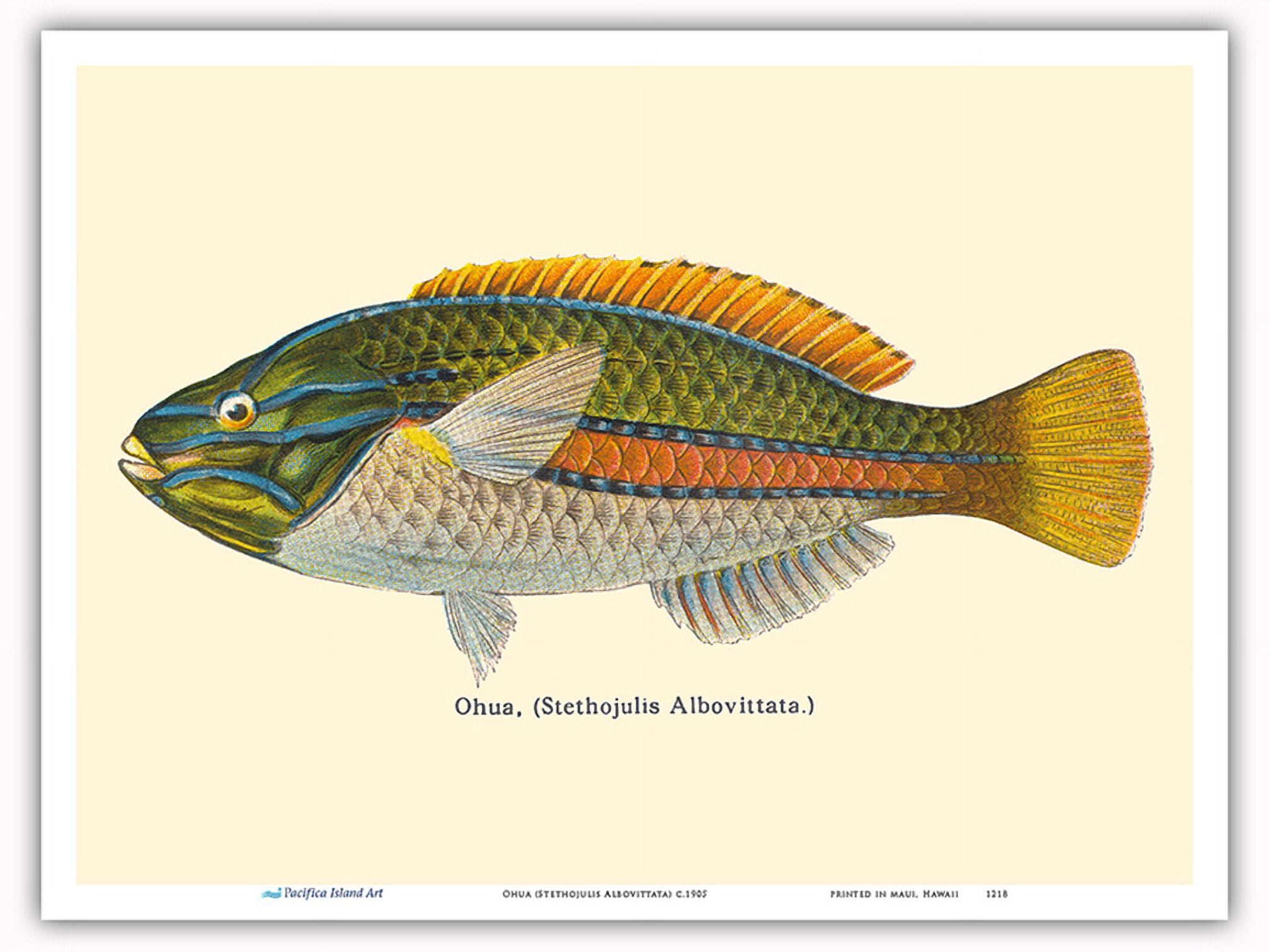 Ohua (Stethojulis Albovittata) - Blue-Lined Wrasse Fish - from Fishes ...