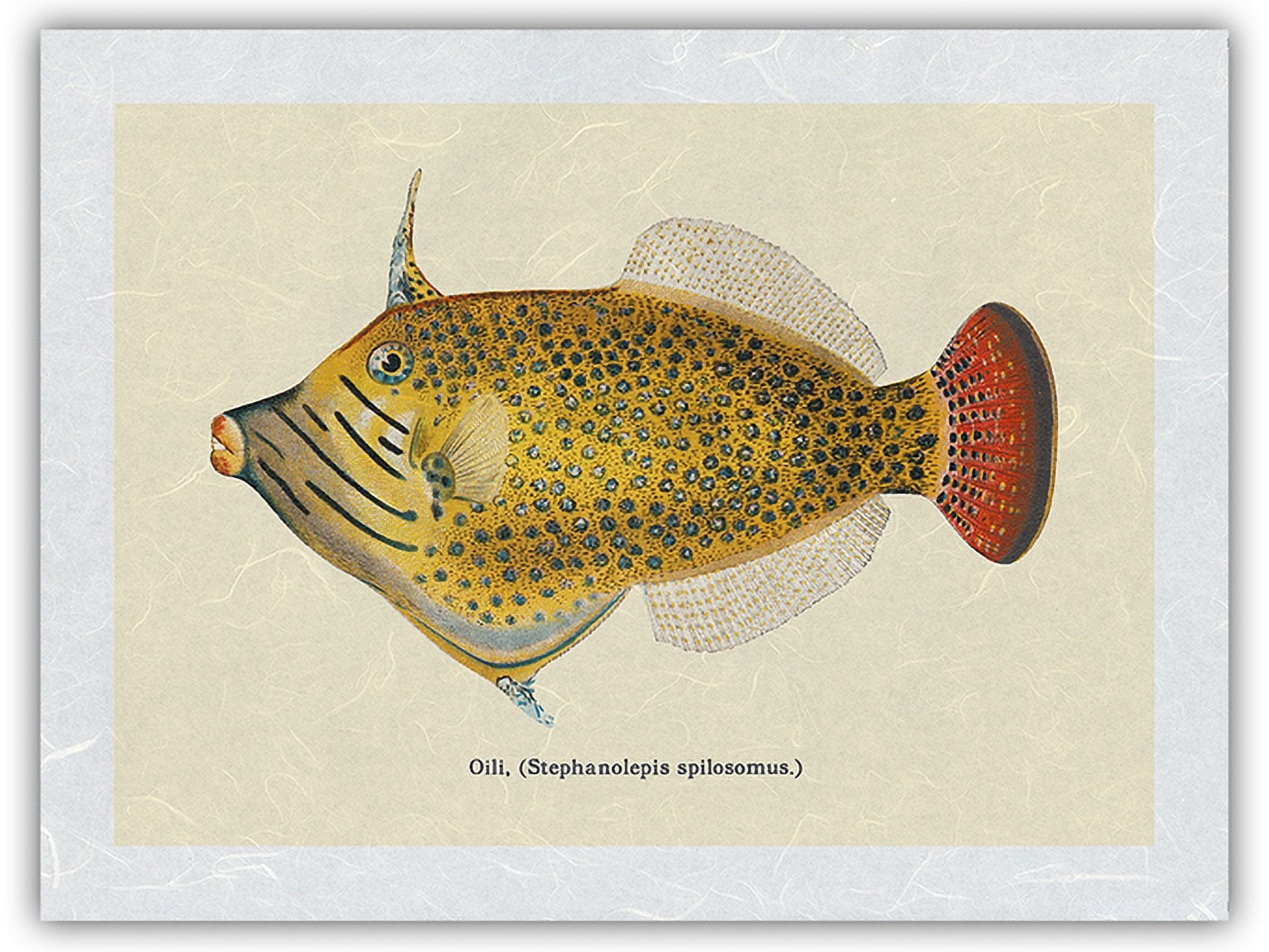 Oili (Stephanolepis Spilosomus) - From Fishes of Hawaii - Vintage ...