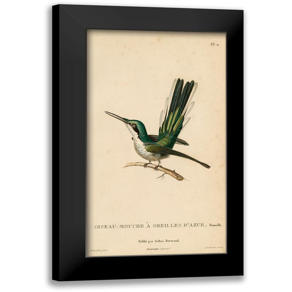 Oiseau-Mouche A Oreilles DAzur 15x24 Black Modern Framed Museum Art ...