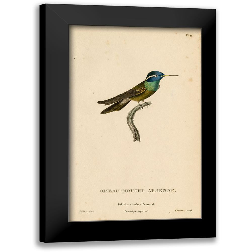 Oiseau-Mouche Arsenne 16x24 Black Modern Framed Museum Art Print Titled ...