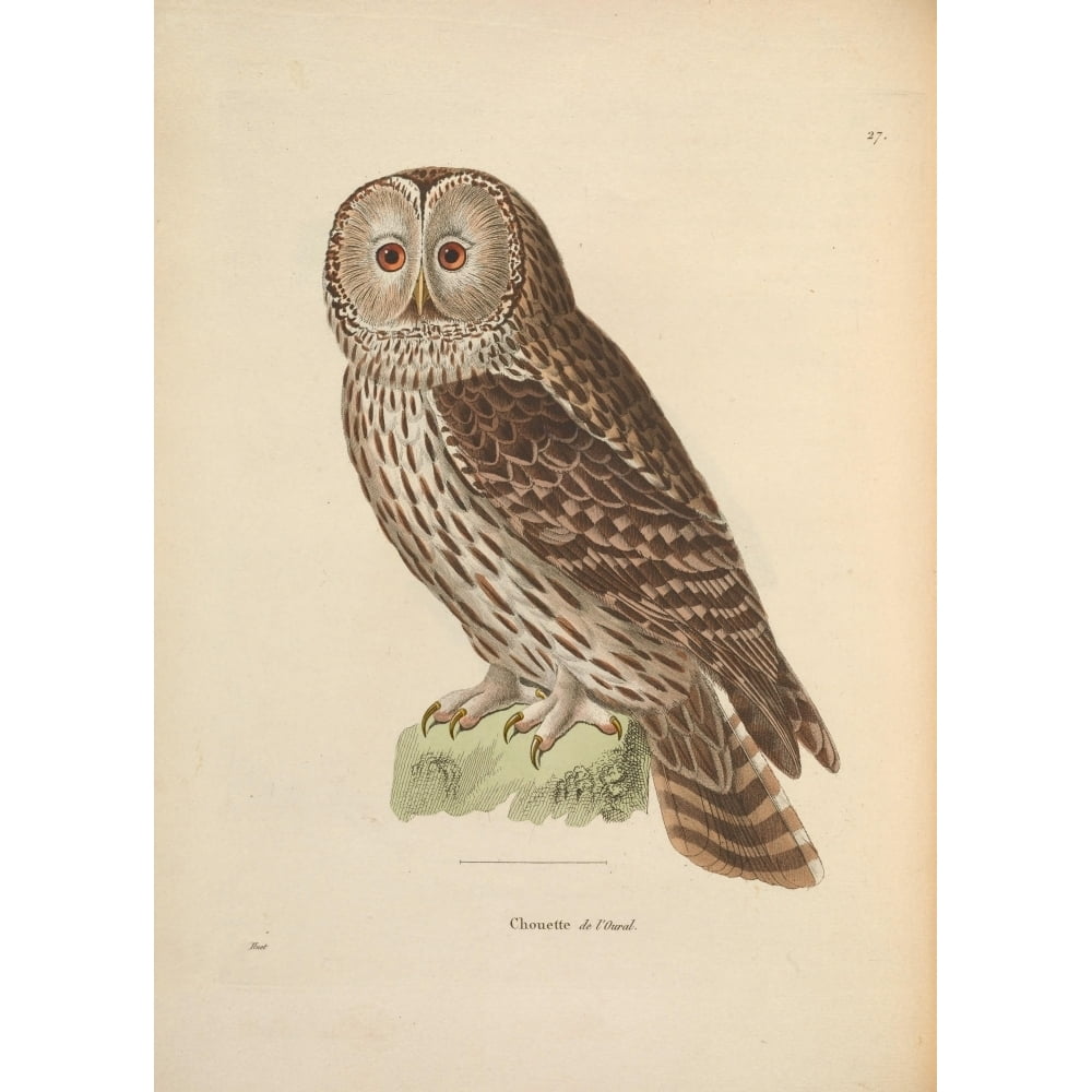 Oiseux 1838 Owl 1 Poster Print by J.G. Pr tre (24 x 36) - Walmart.com