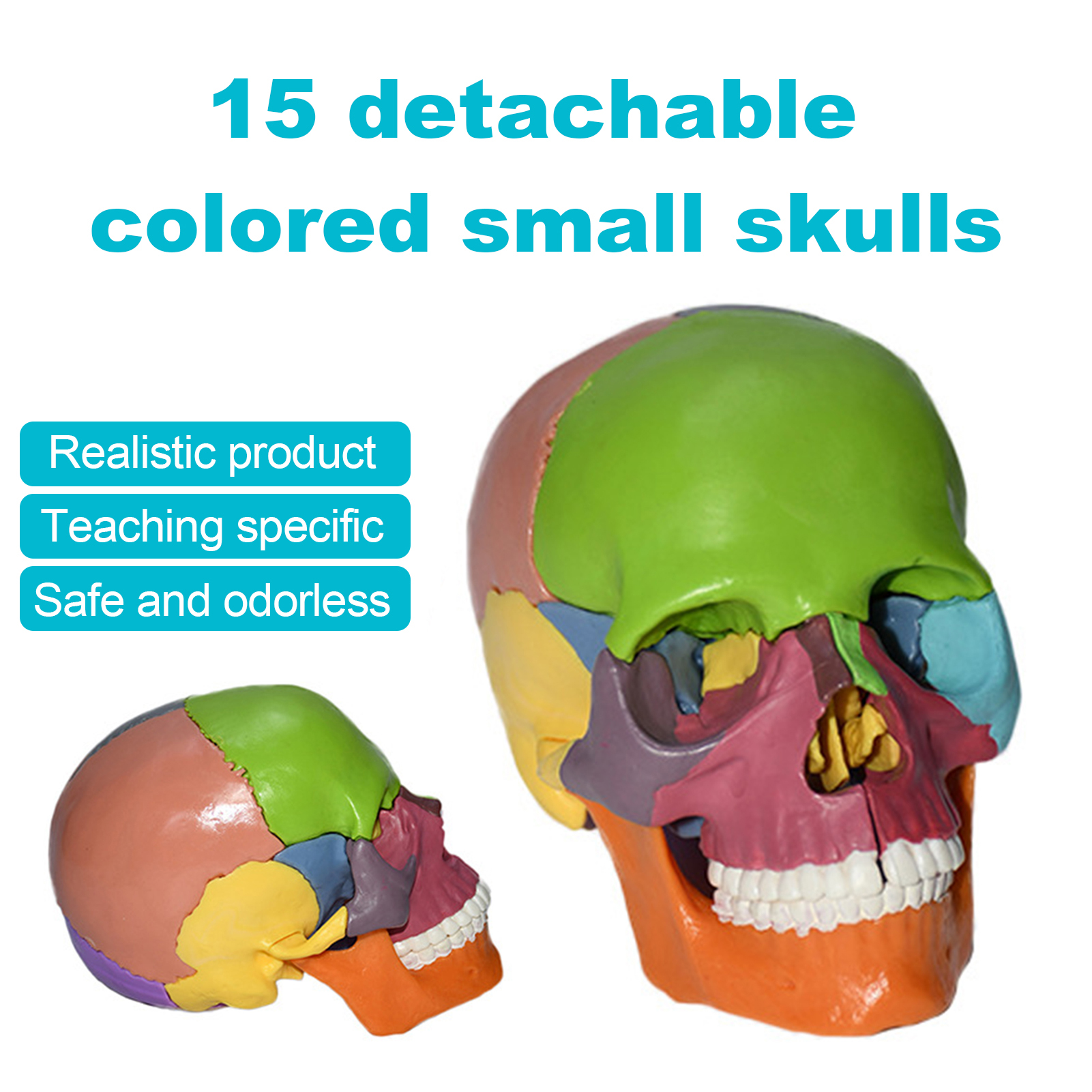 Oiur Kids Human Brain Model Detailed Anatomy Learning Tool with ...