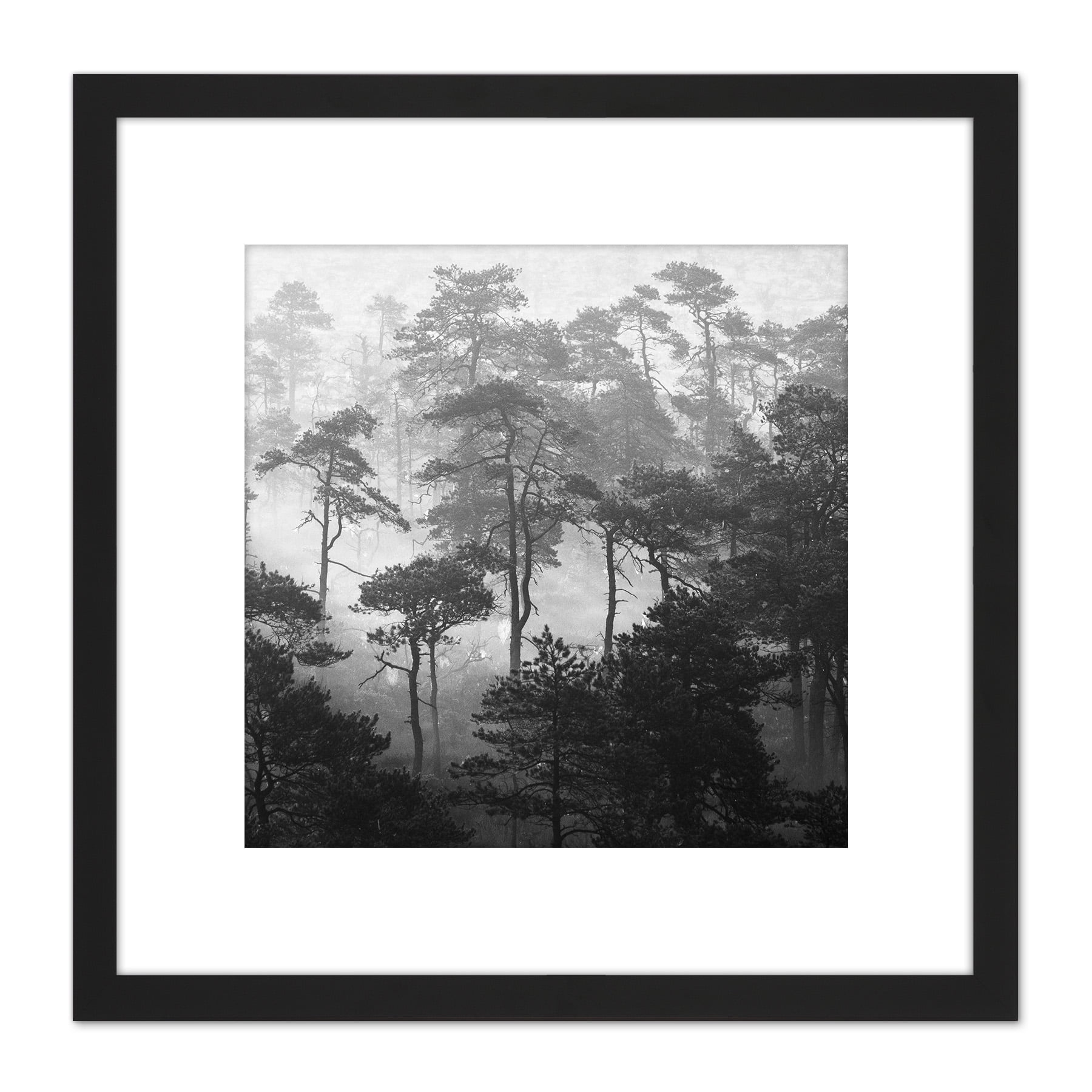 Oja Lindi Nature Reserve Estonia Forest Trees Photo 8X8 Inch Square ...