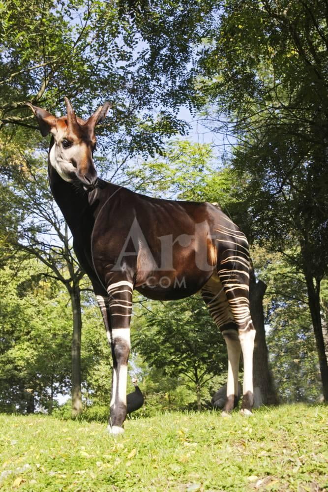 Okapi Male, Animals World Culture Unframed Photographic Print Wall Art ...
