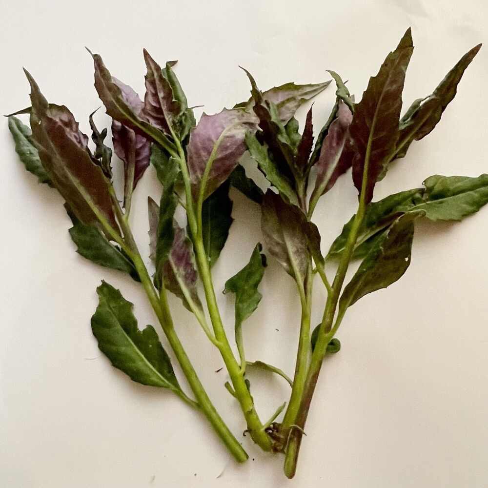 Okinawa Spinach, tropical Perennial Edible Live Cuttings - Walmart.com
