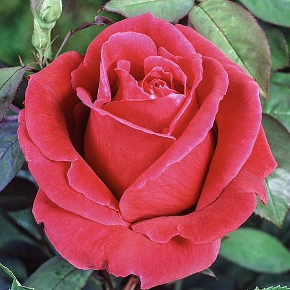 Oklahoma Dormant Bare Root Hybrid Tea Rose, Includes one dormant plant ...