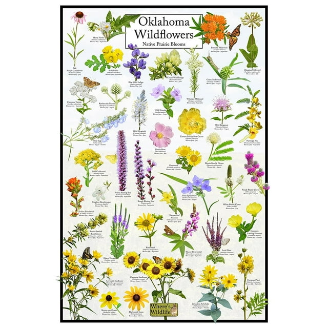 Oklahoma Wildflowers Poster - Native Prairie Blooms - Educational ...