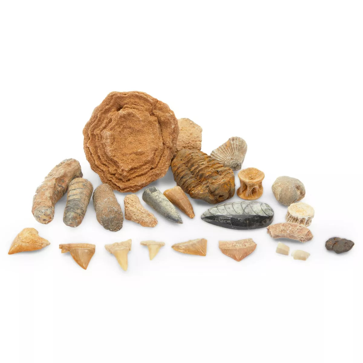 Okuna Outpost Dinosaur Bone Replica Dig Site Kit with Educational Cards ...