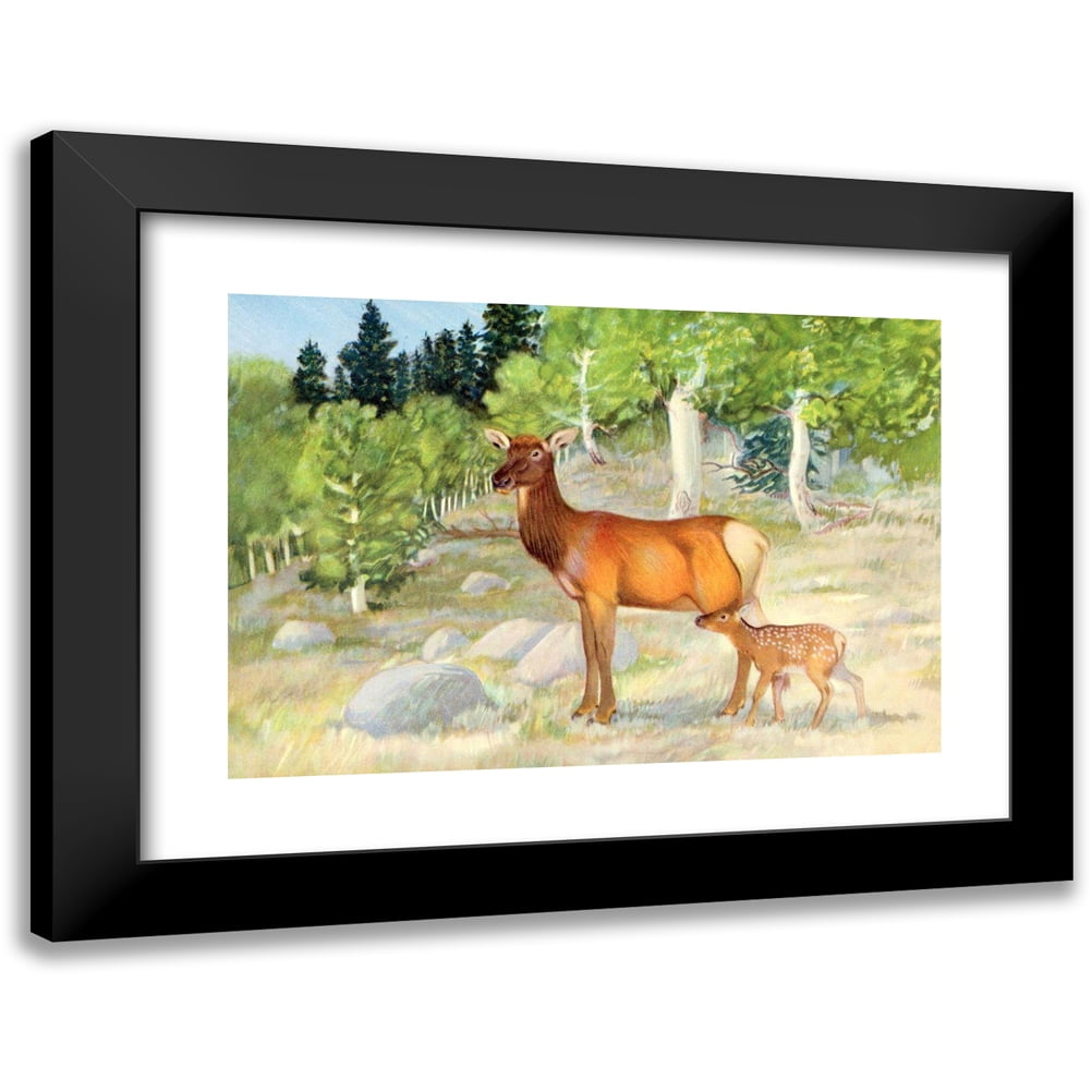 Olaus Murie 24x18 Black Modern Framed Museum Art Print Titled - Cow and ...
