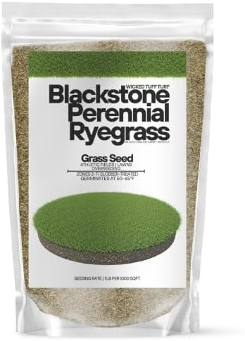 Old Cobblers Farm™ Wicked Tuff Turf Blackstone Perennial Ryegrass ...