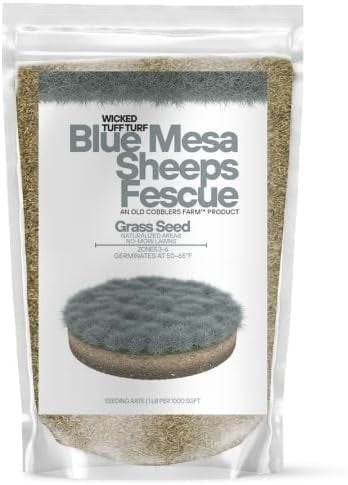 Old Cobblers Farm™ Wicked Tuff Turf Blue Mesa Sheeps Fescue - Fine ...
