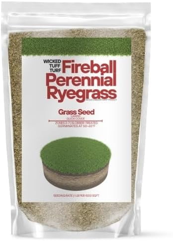 Old Cobblers Farm™ Wicked Tuff Turf Fireball Perennial Ryegrass ...