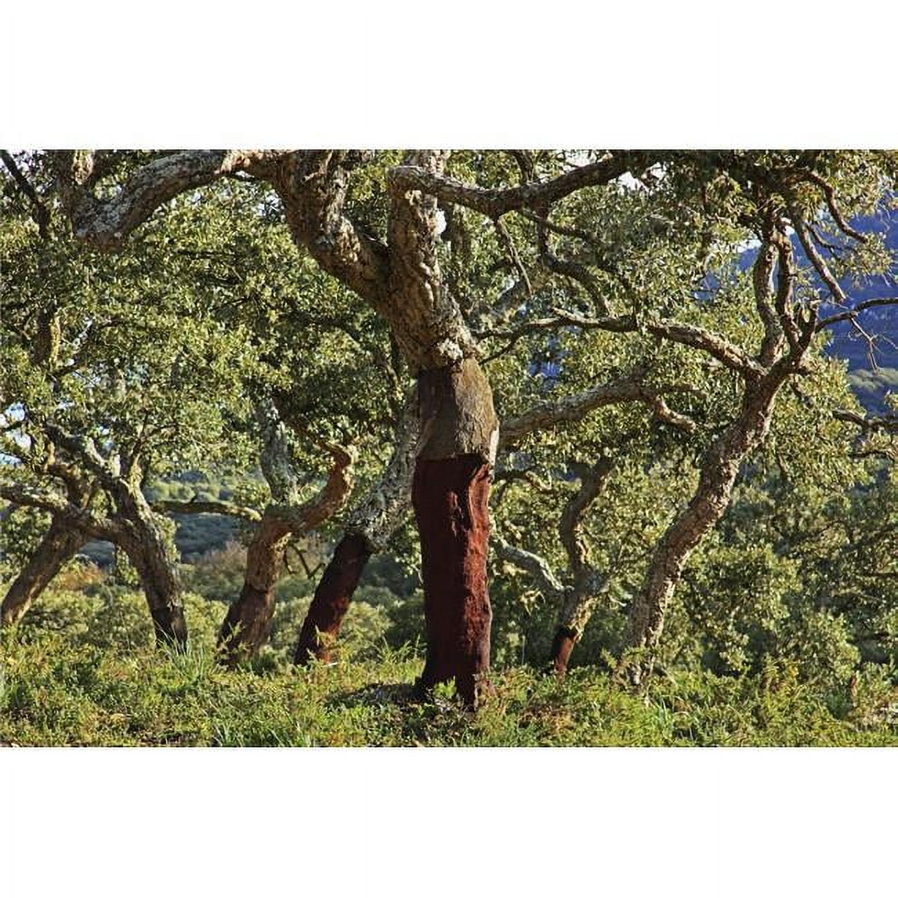 Cork Oak Tree