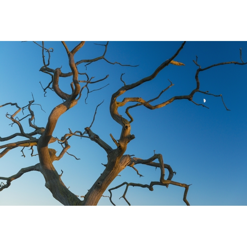 Old, Dead Tree With Moon Behind; Snape, Suffolk, England by Ian Cumming ...