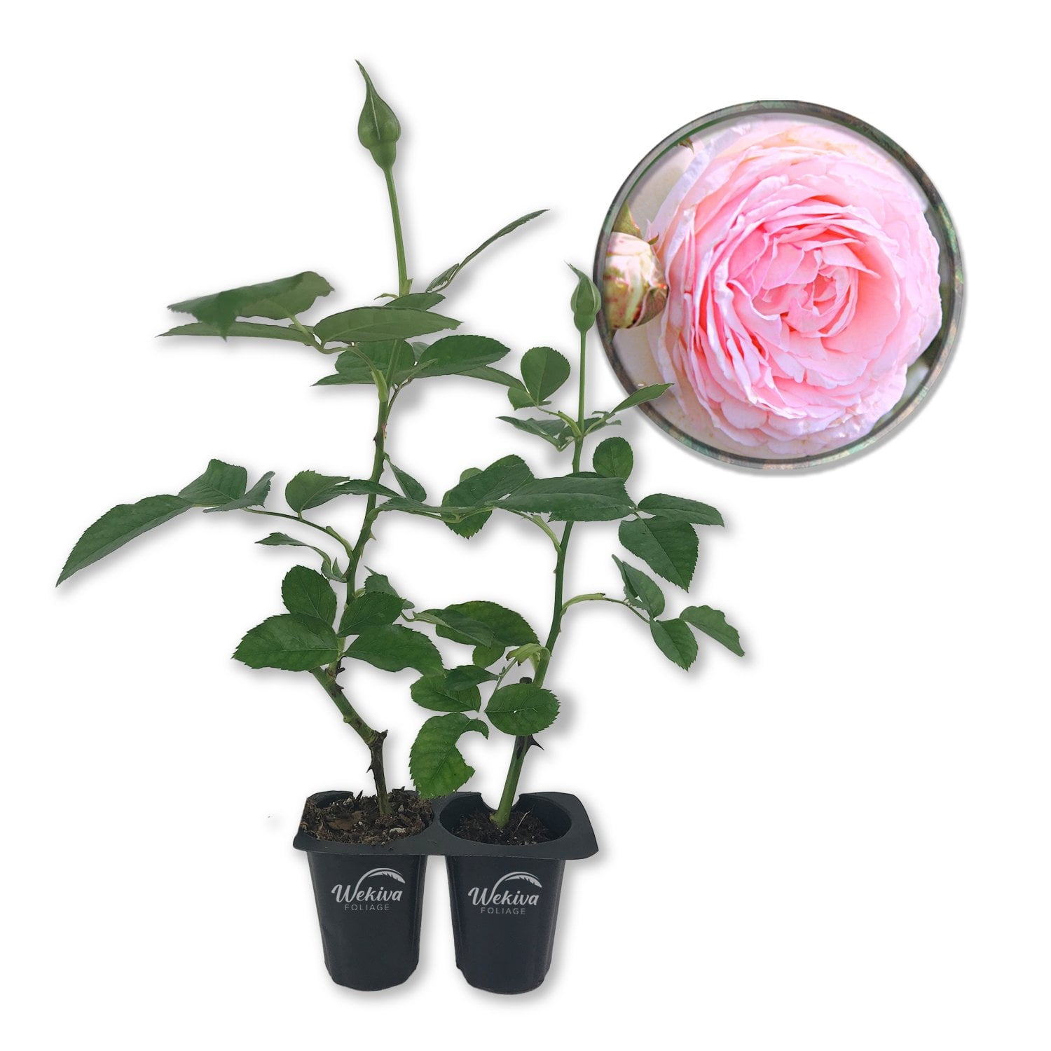 Old English Pink Rose Bush - 2 Live Starter Plants in 2 Inch Pots ...