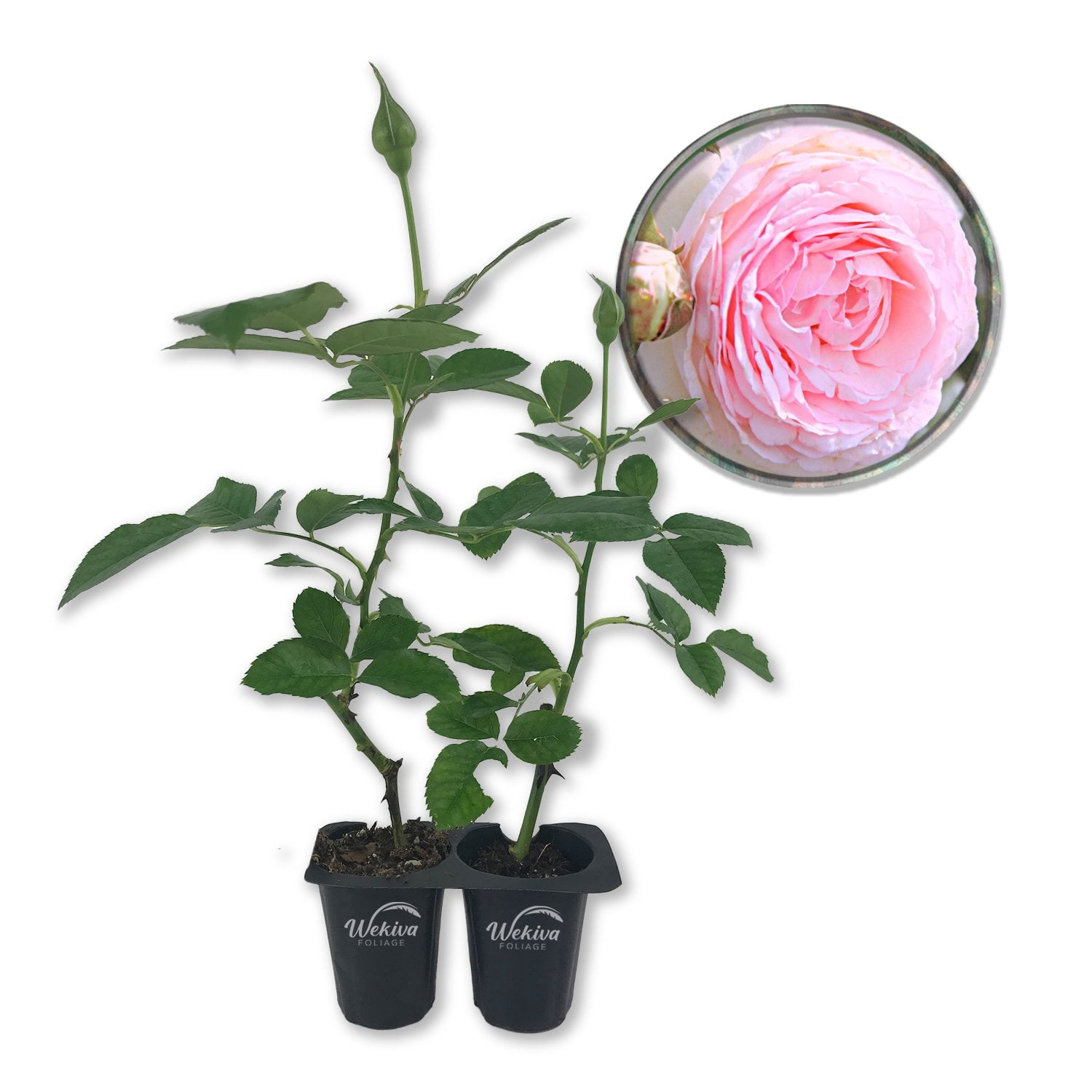 Old English Pink Rose Bush - 2 Live Starter Plants in 2 Inch Pots ...