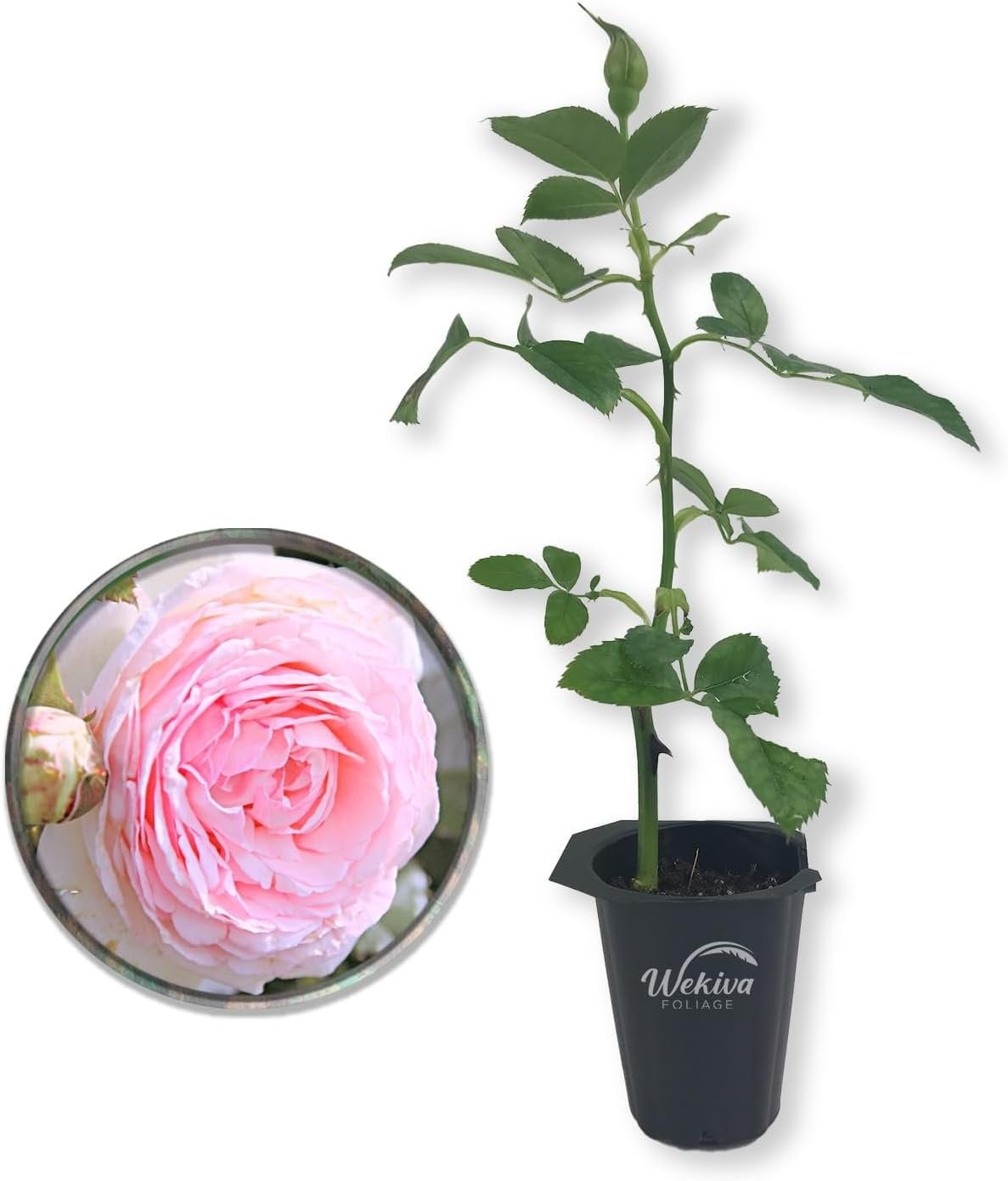 Old English Pink Rose Bush - Live Starter Plant in a 2 Inch Pot ...