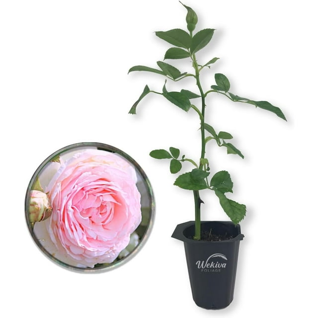 Old English Pink Rose Bush - Live Starter Plant in a 2 Inch Pot ...
