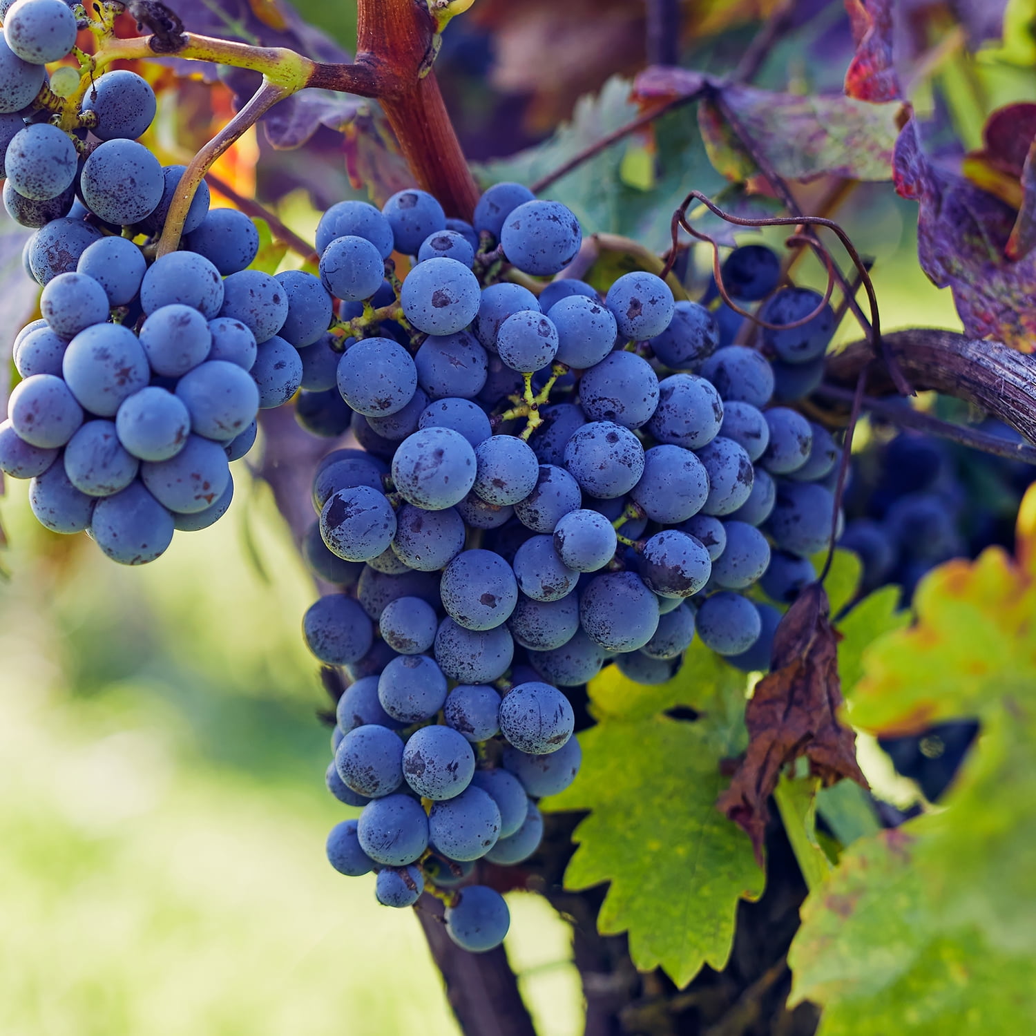 Old Farmer's Almanac Grape Mars 1CT - Walmart.com