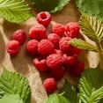 Old Farmer's Almanac Raspberry Latham 1CT - Walmart.com
