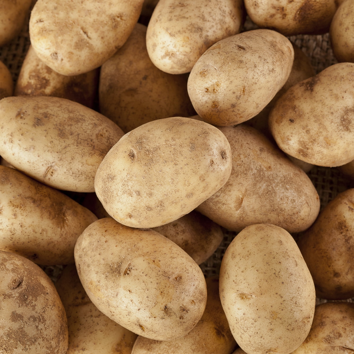 Old Farmer's Almanac Seed Potato Russet Burbank 5CT - Walmart.com