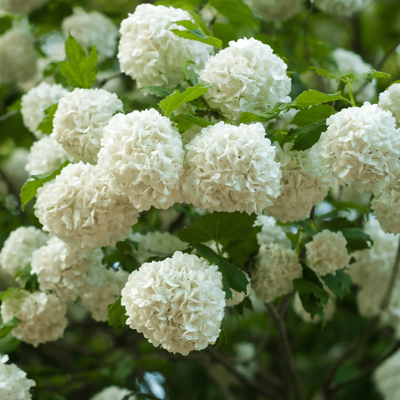 Old Fashion Snowball Viburnum - 6 to 10 Inch Tall Live Plant in Pot ...