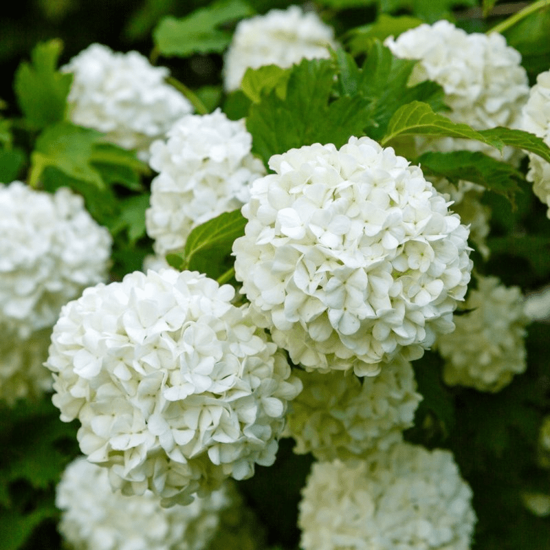 Old Fashion Snowball Viburnum Live Plant in 4'' Pot - Walmart.com