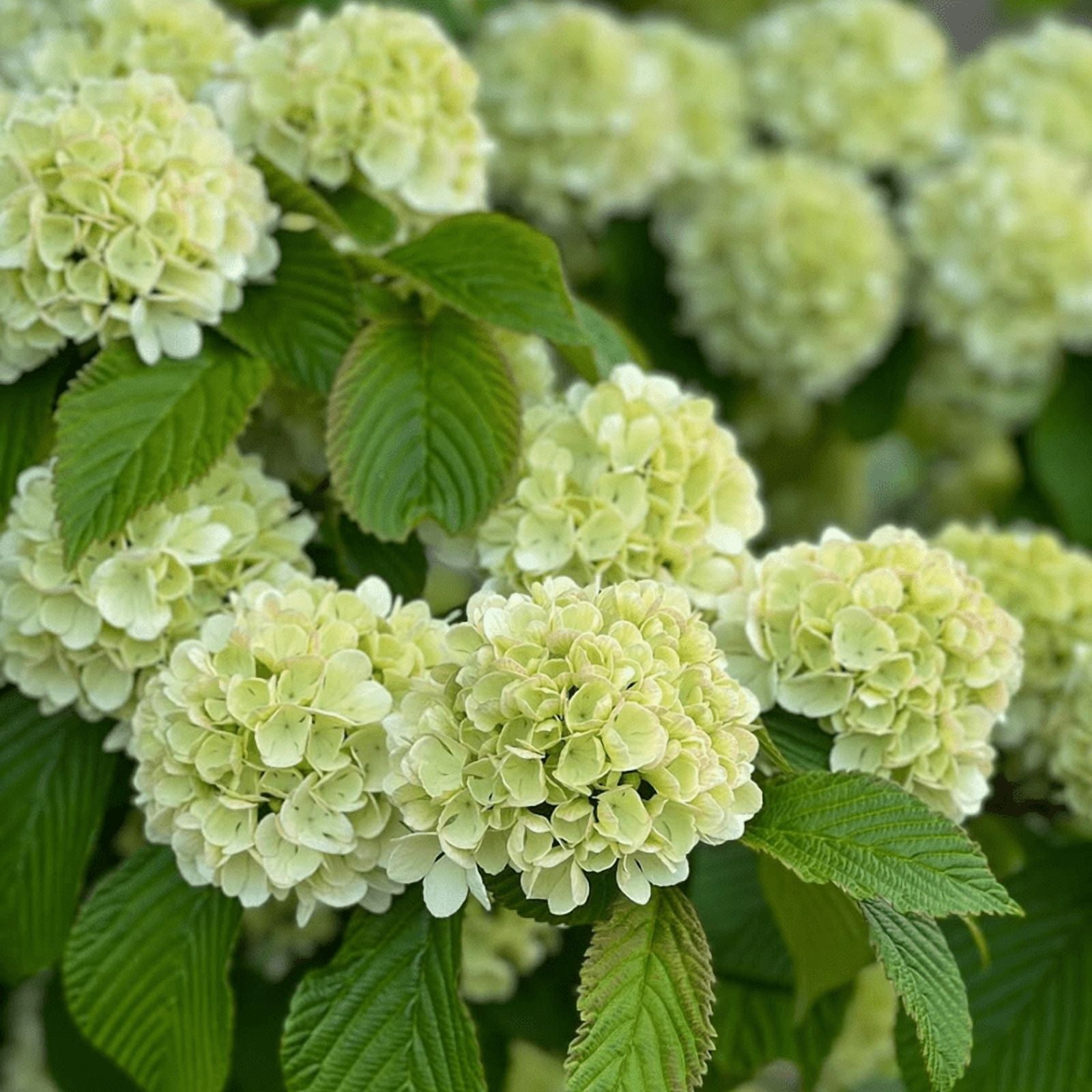Old Fashion Snowball Viburnum Plant, Snowball Viburnum Live Plant ...