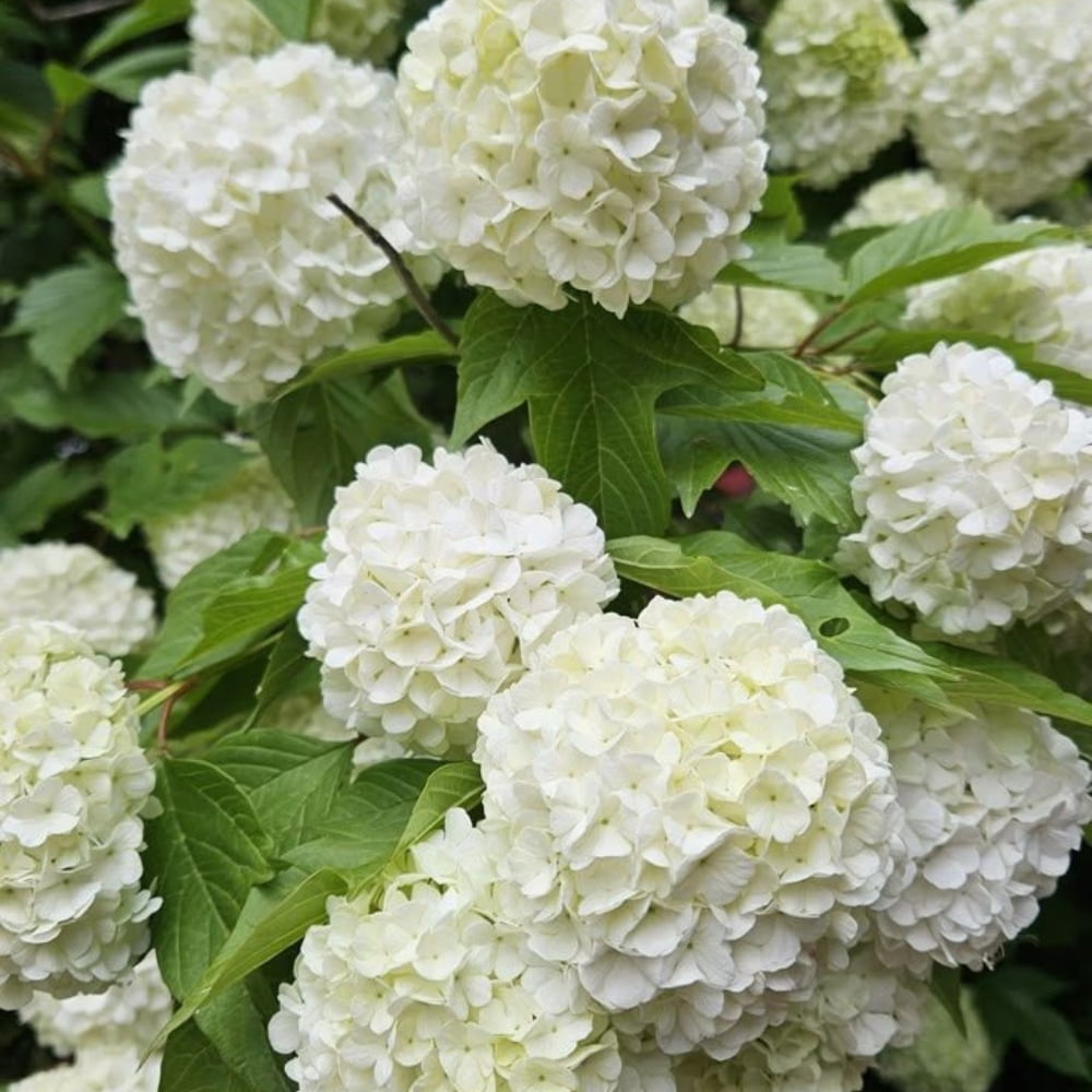 Old Fashion Viburnum Snowball Bush Live Plant, Snowball Bush from 4 to ...