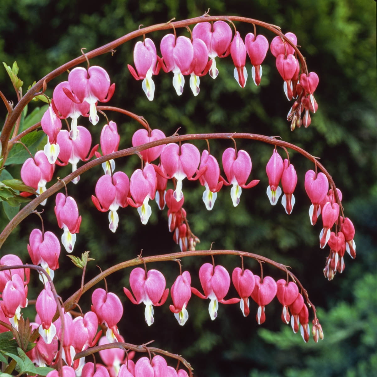 Old Fashioned Pink Flowering Bleeding Heart Dormant Bare Root Perennial ...