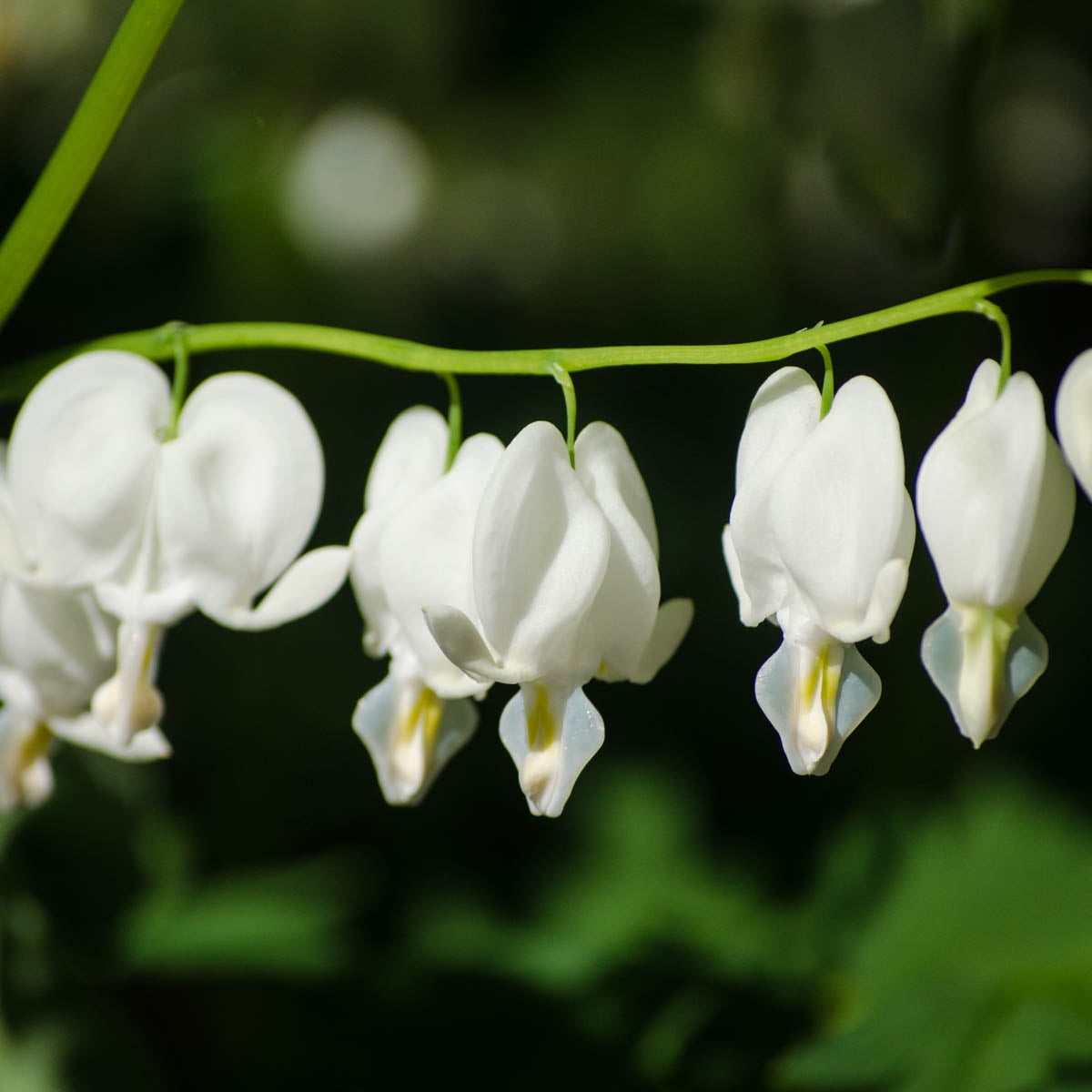 Old Fashioned White Flowering Bleeding Heart Dormant Bare Root ...
