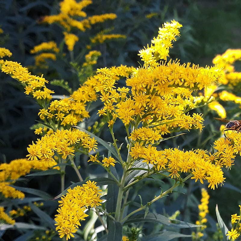 Old Field Goldenrod Seeds for Planting (50 Seeds) - Solidago nemoralis ...