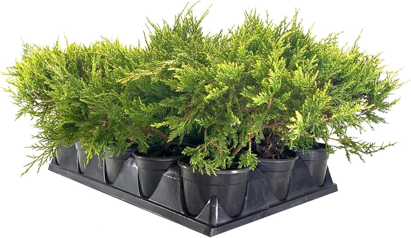 Old Gold Juniper - 3 Live 4 inch Pots - Juniperus Chinensis - Evergreen ...